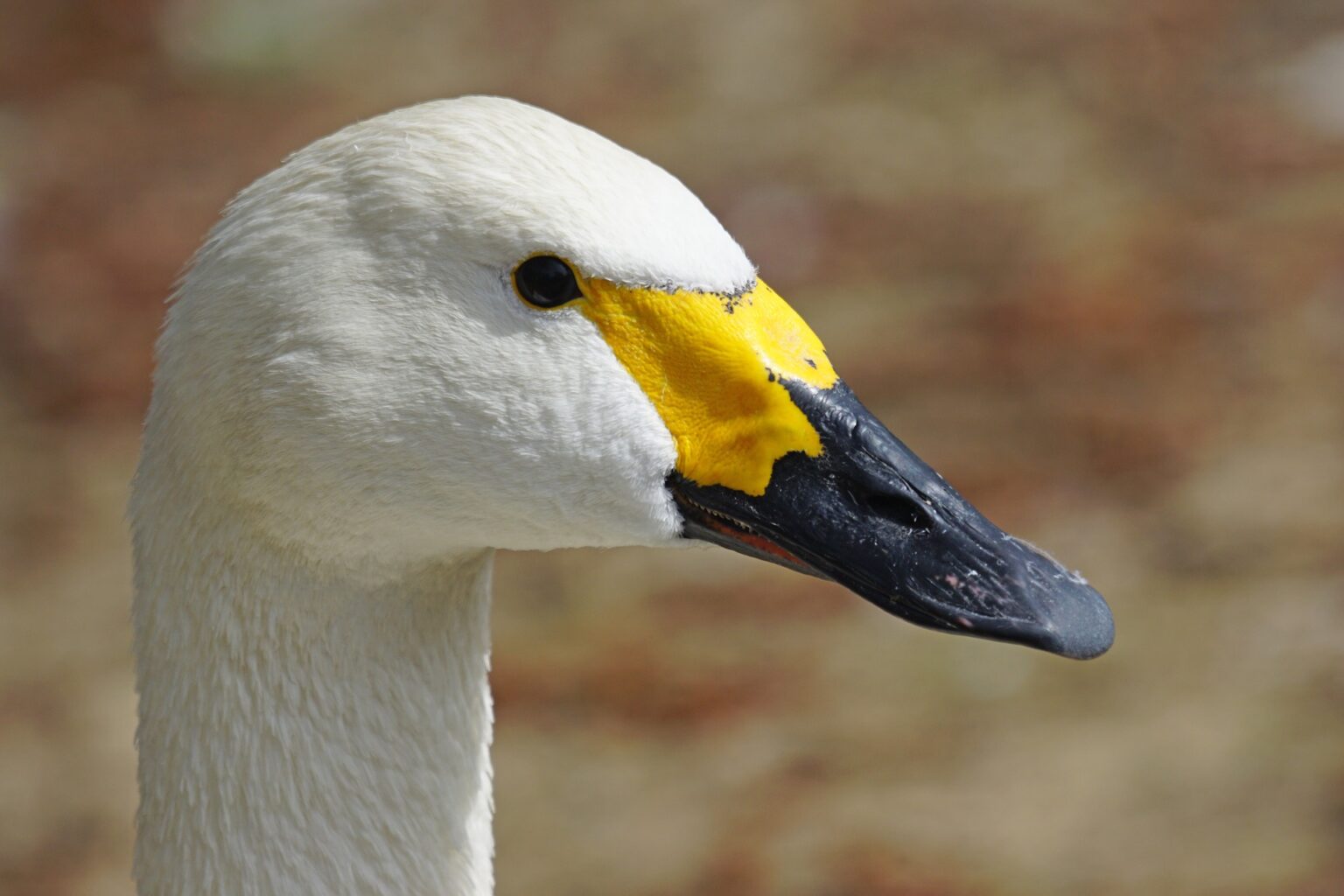 Tundra Swans Migration Through Michigan's Thumb