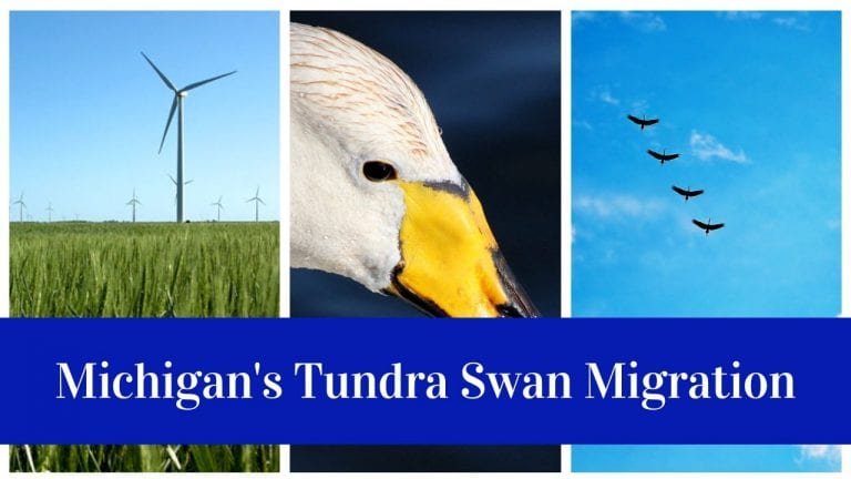 Tundra Swans Migration Through Michigan's Thumb