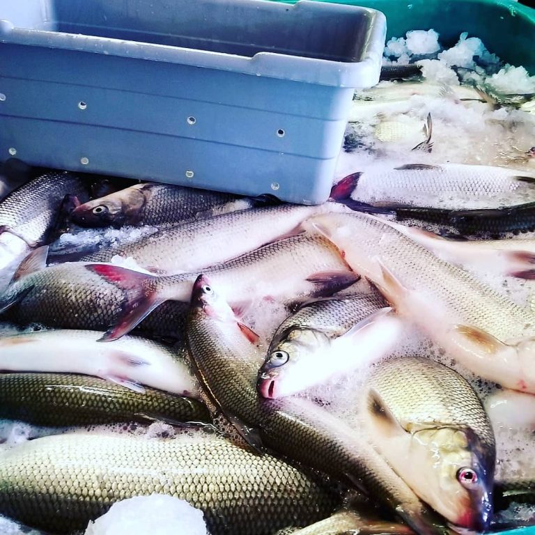 Whitefish - 5 Flavorful Facts Of The Great Lakes Favorite Fish