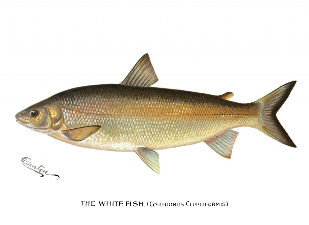 4 Steps For A Delicious Whitefish Chowder Recipe