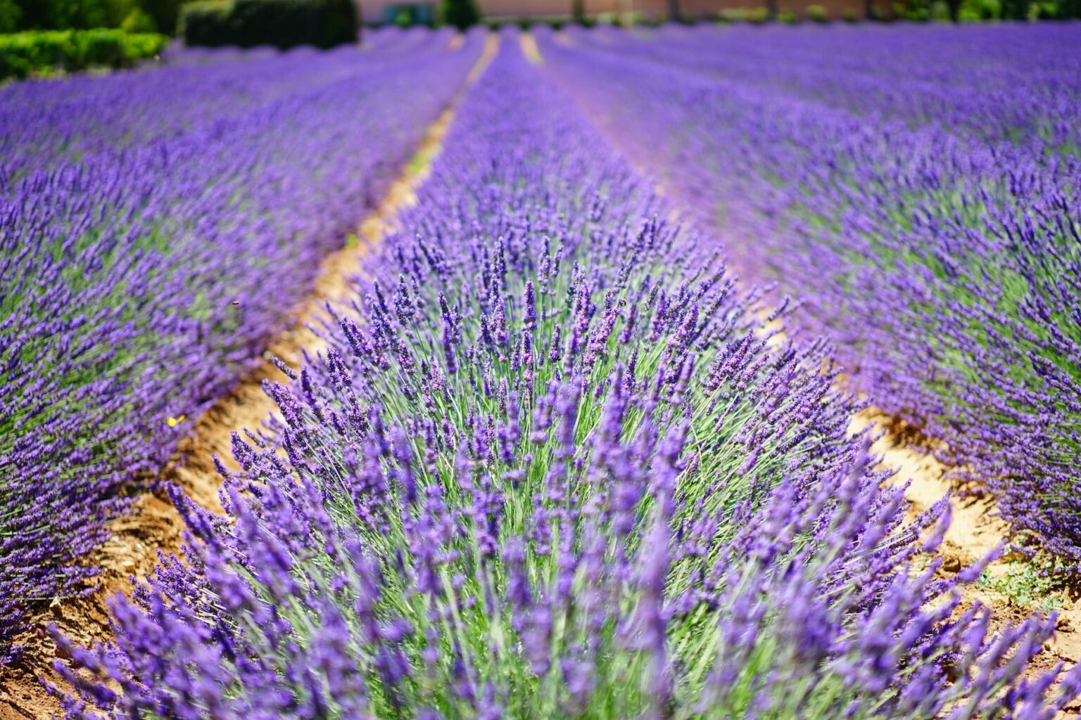 Lavender Farming 101: Why The Colorful Lavender Industry Is Booming In ...