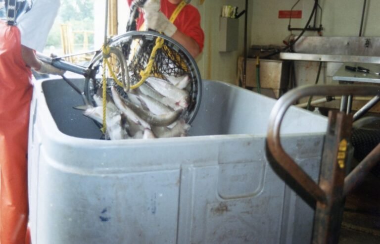 Bay Port Fish Co. In 1996 - A Retrospective • Thumbwind